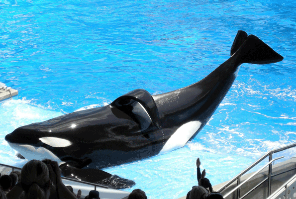Federal Court Upholds OSHA Willful Citation Against SeaWorld for ...